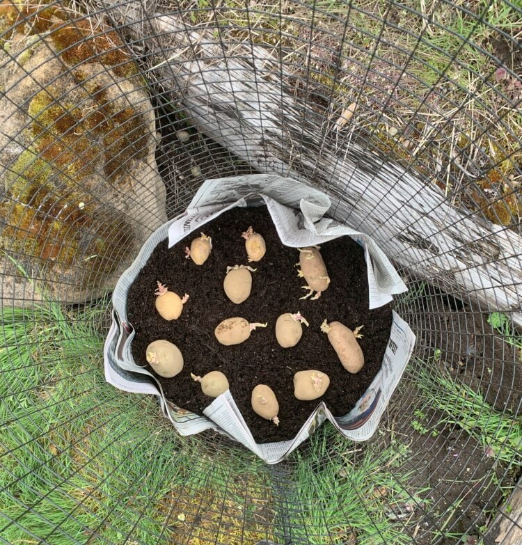 The tater tower - Cultivating the Dream